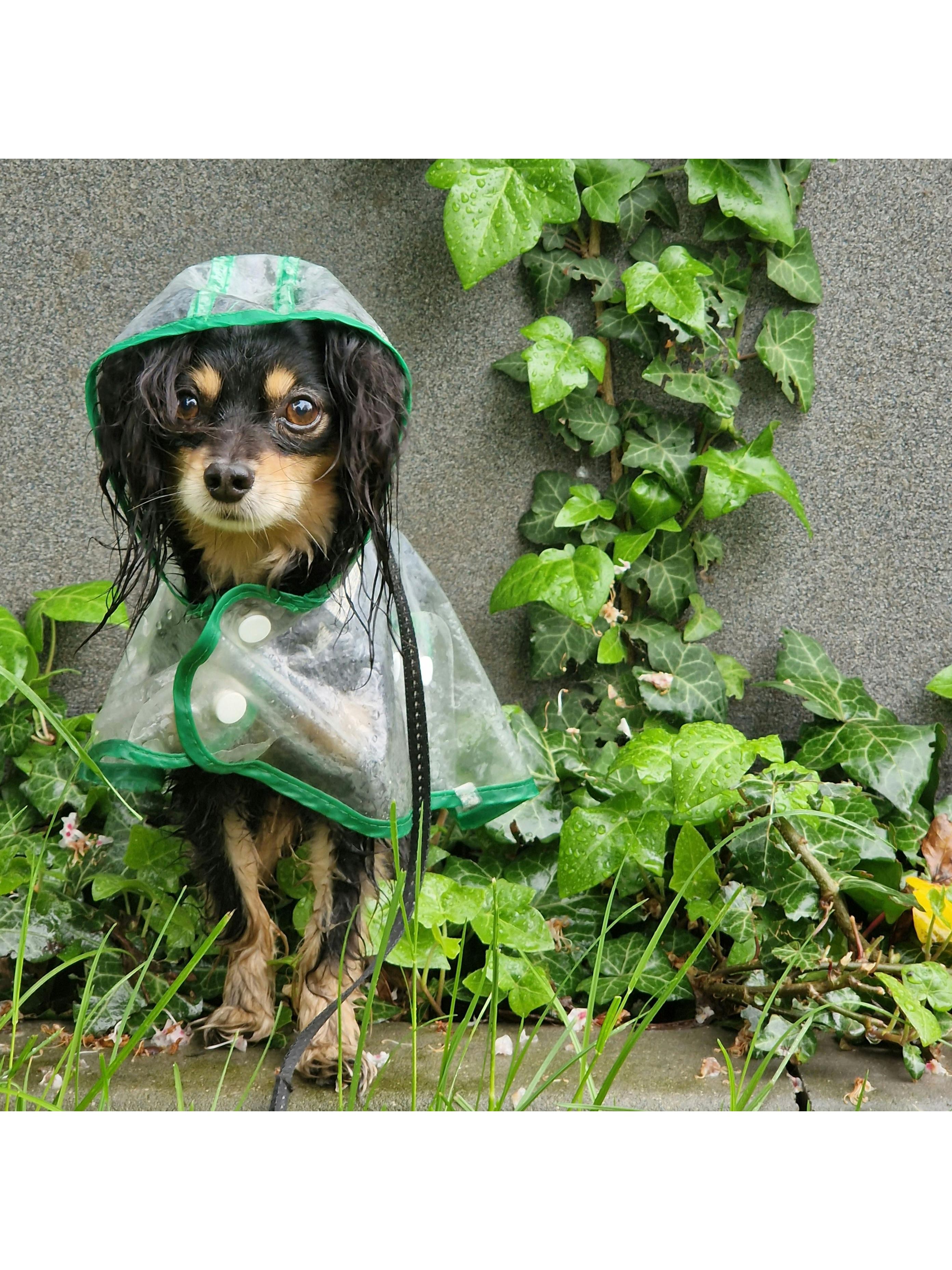 Impermeable para perro ¡Hazlo tú mismo! | Patas en Casa