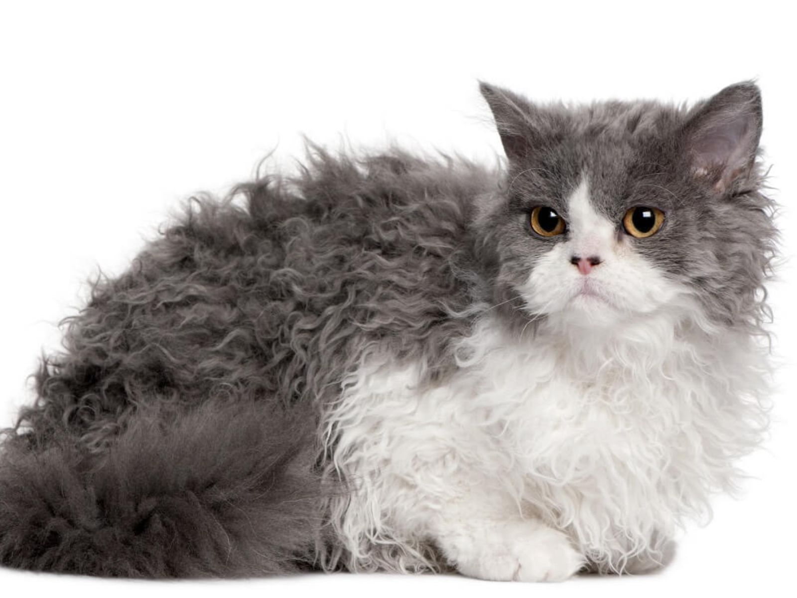Conoce a los Selkirk Rex; la raza de gatos con cabello rizado | Patas ...