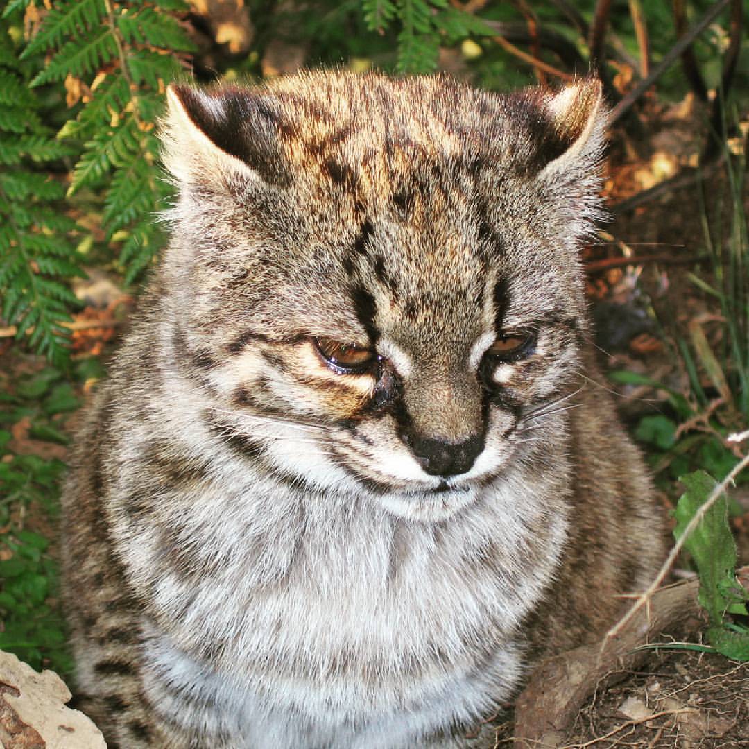 Gato Huiña: El mini leopardo que a muchos les gustaría tener | Patas en ...