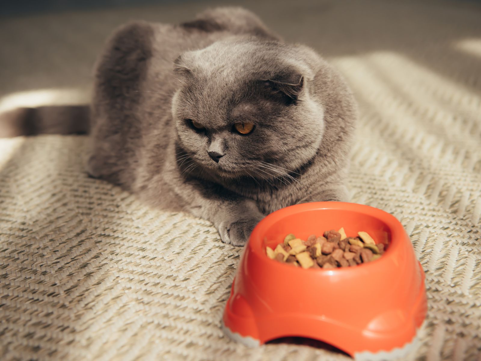 ¿Qué es el hongo brasileño en gatos y cómo puedes prevenirlo? | Patas ...