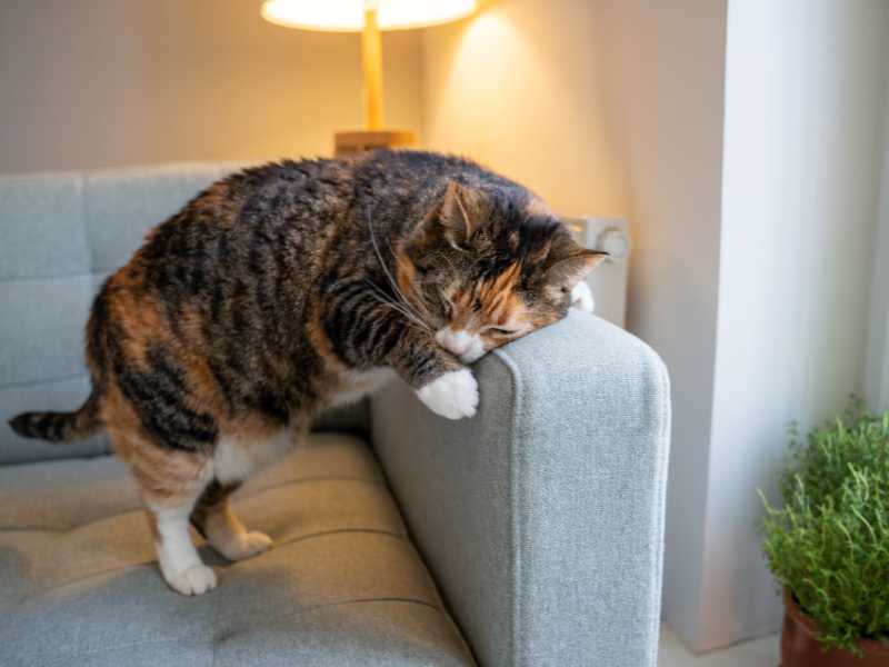 Feromonas para gatos ¿Para qué sirven? | Patas en Casa