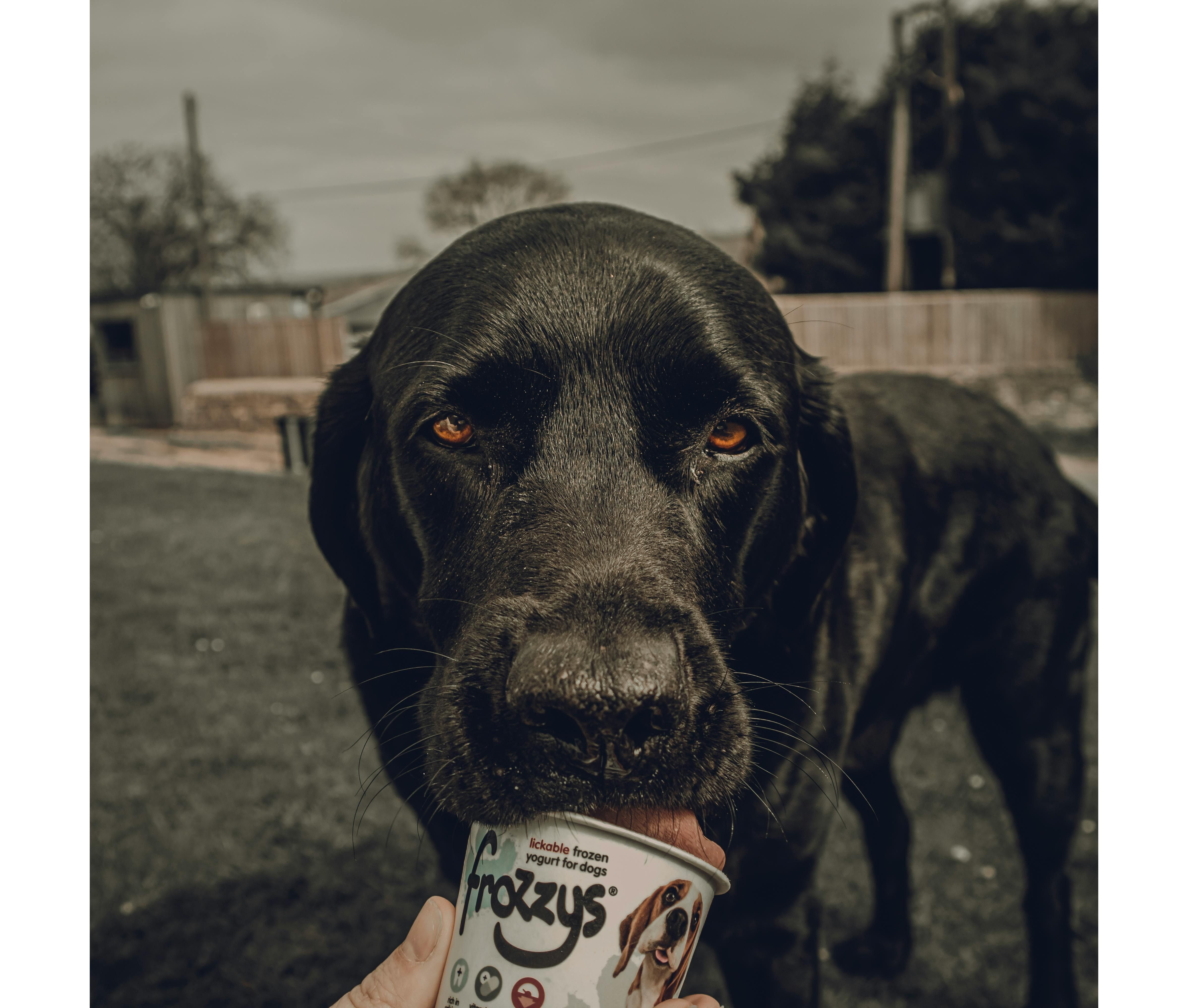 Helado para perros: Cómo prepararlo y sus beneficios | Patas en Casa