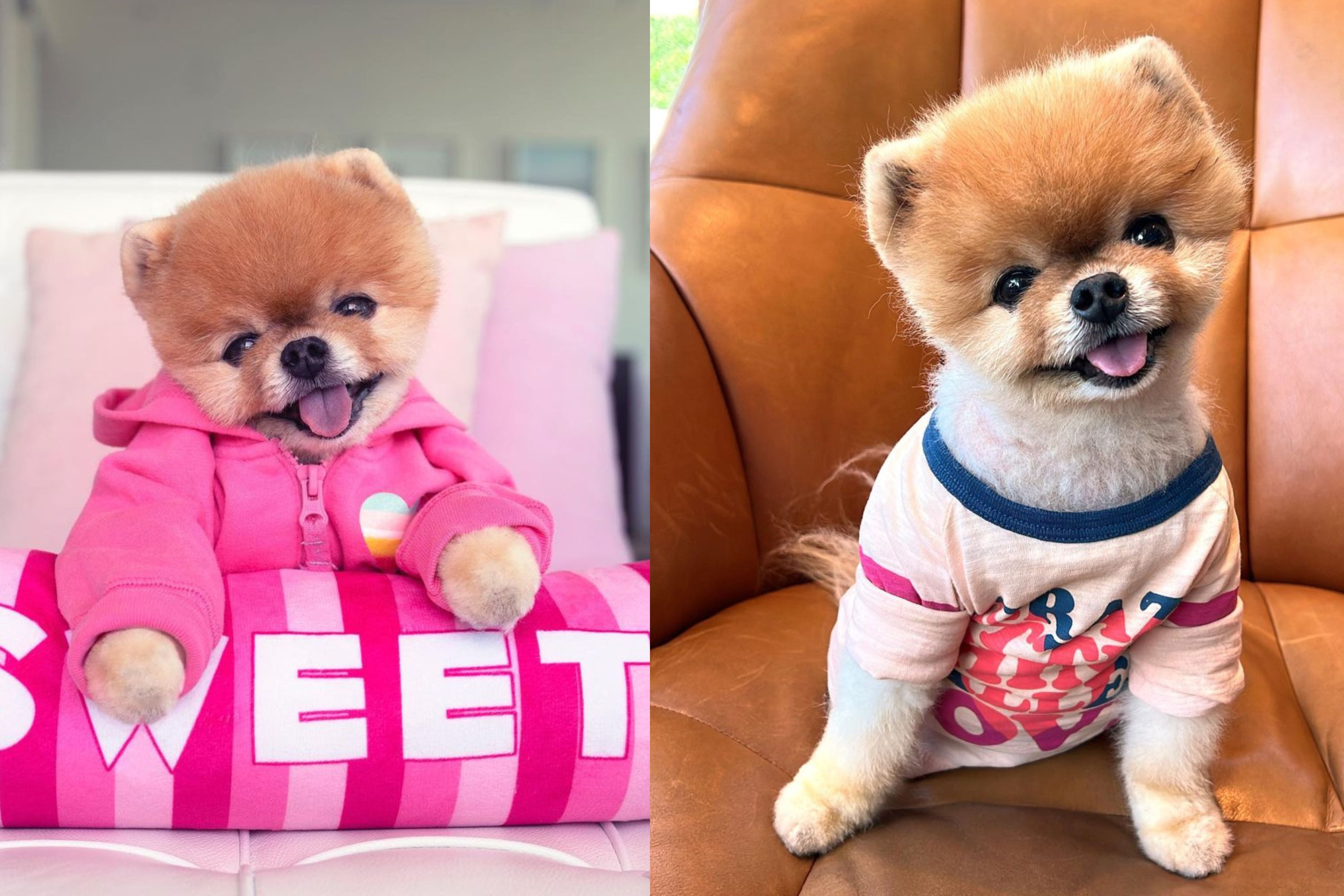 Top 5 de "Dogfluencers" más famosos de Instagram | Patas en Casa