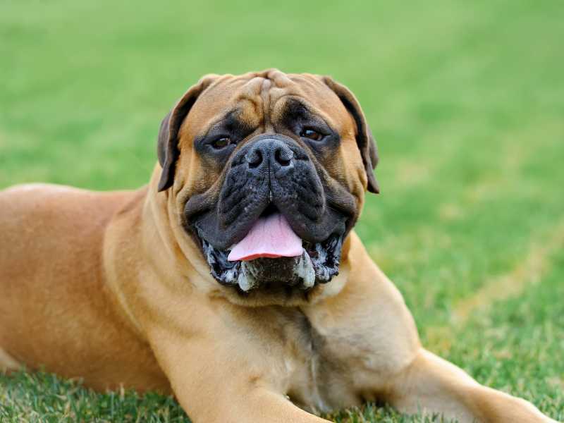 ¿Cuáles son los perros de Milei? | Patas en Casa