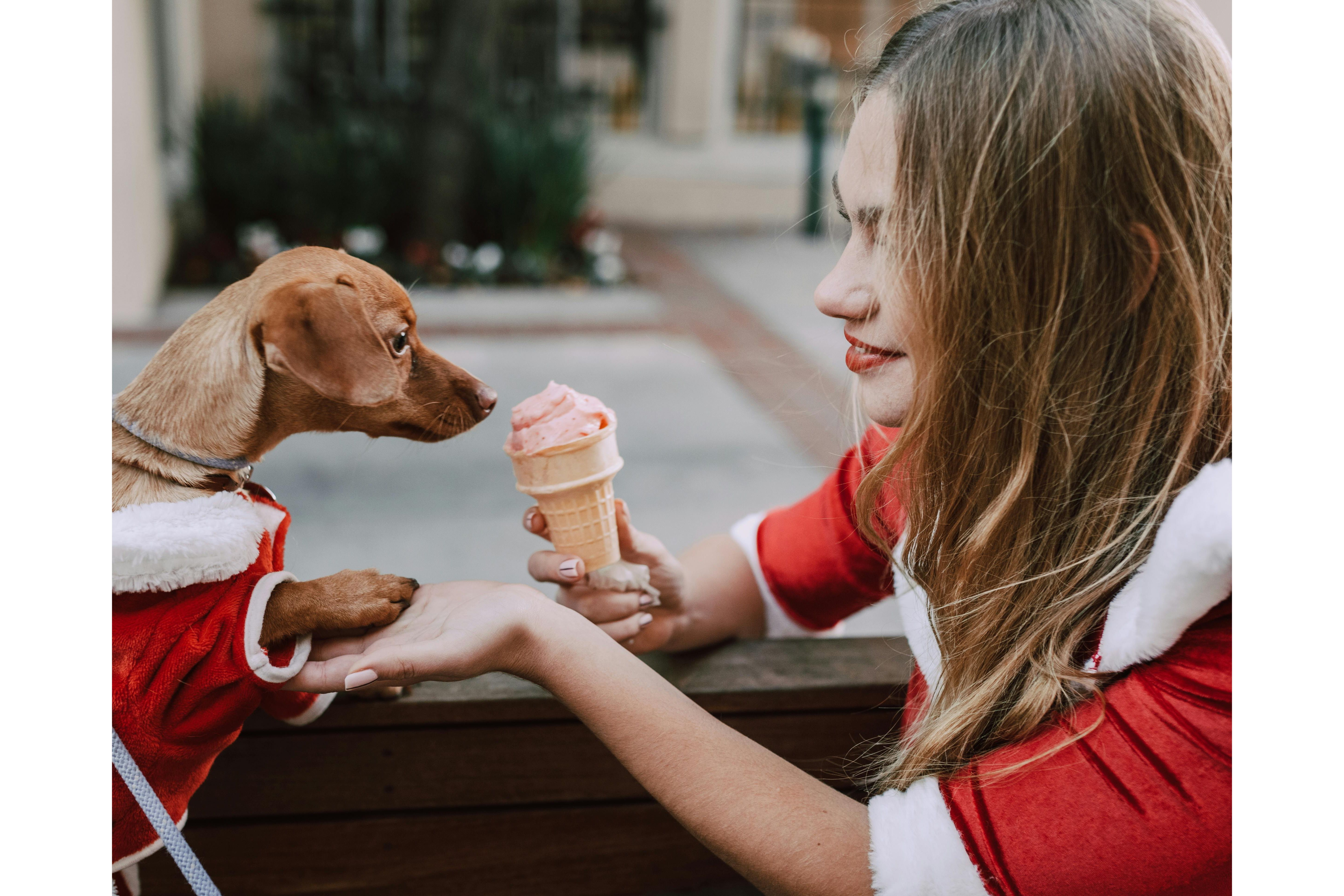 Helado para perros: Cómo prepararlo y sus beneficios | Patas en Casa
