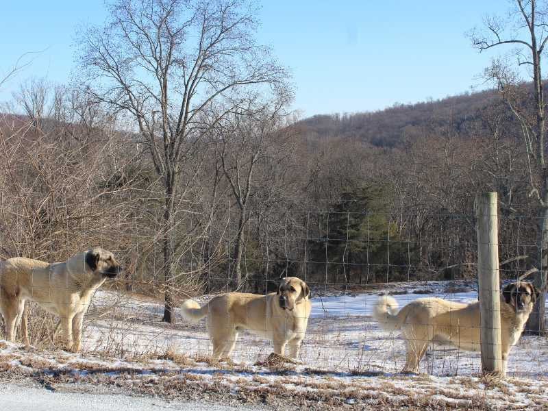 Perro Kangal Turco, dicen que es el más fuerte del mundo | Patas en Casa