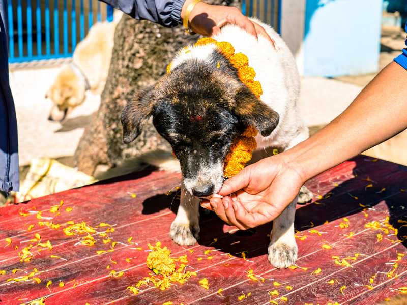 Kukur Tihar, el festival hindú que homenajea a los perros | Patas en Casa
