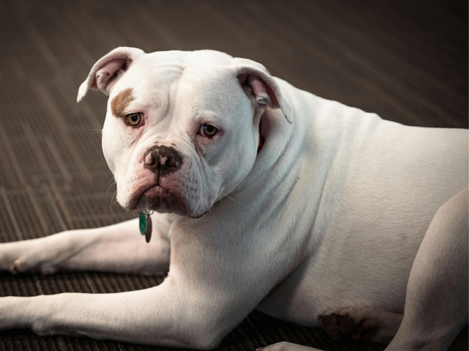 El exceso de estrés en tu perro puede tener graves consecuencias ...