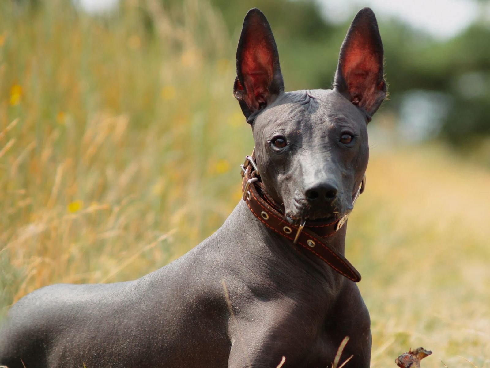 Esta es la increíble leyenda de los Xoloitzcuintles que te encantará ...