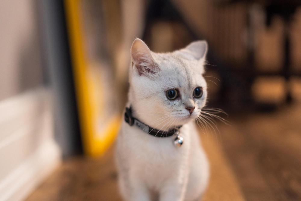 ¿Qué problemas pueden llegar a tener los gatos enanos? | Patas en Casa