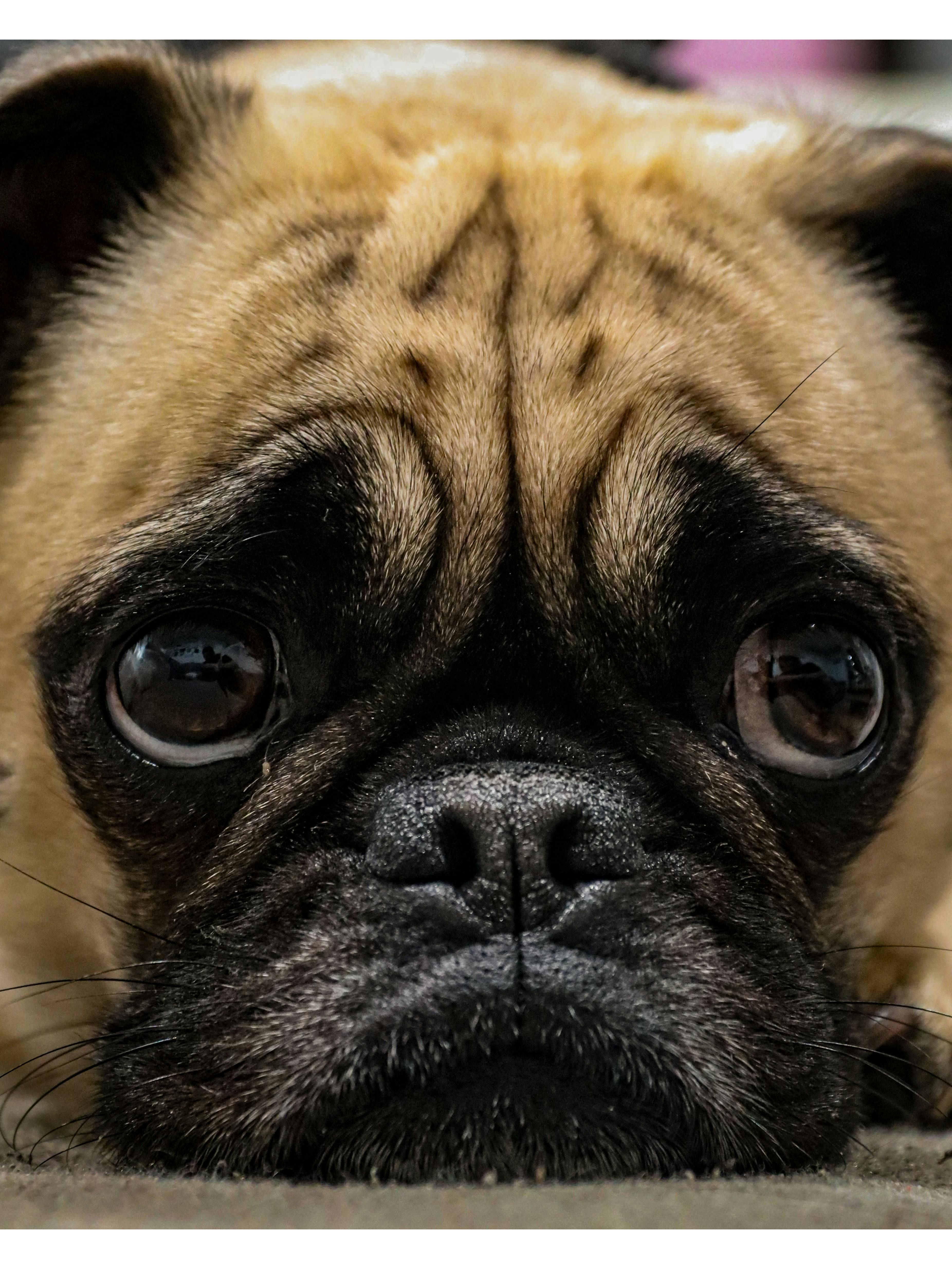 ¿A qué le tienen miedo los perros? | Patas en Casa