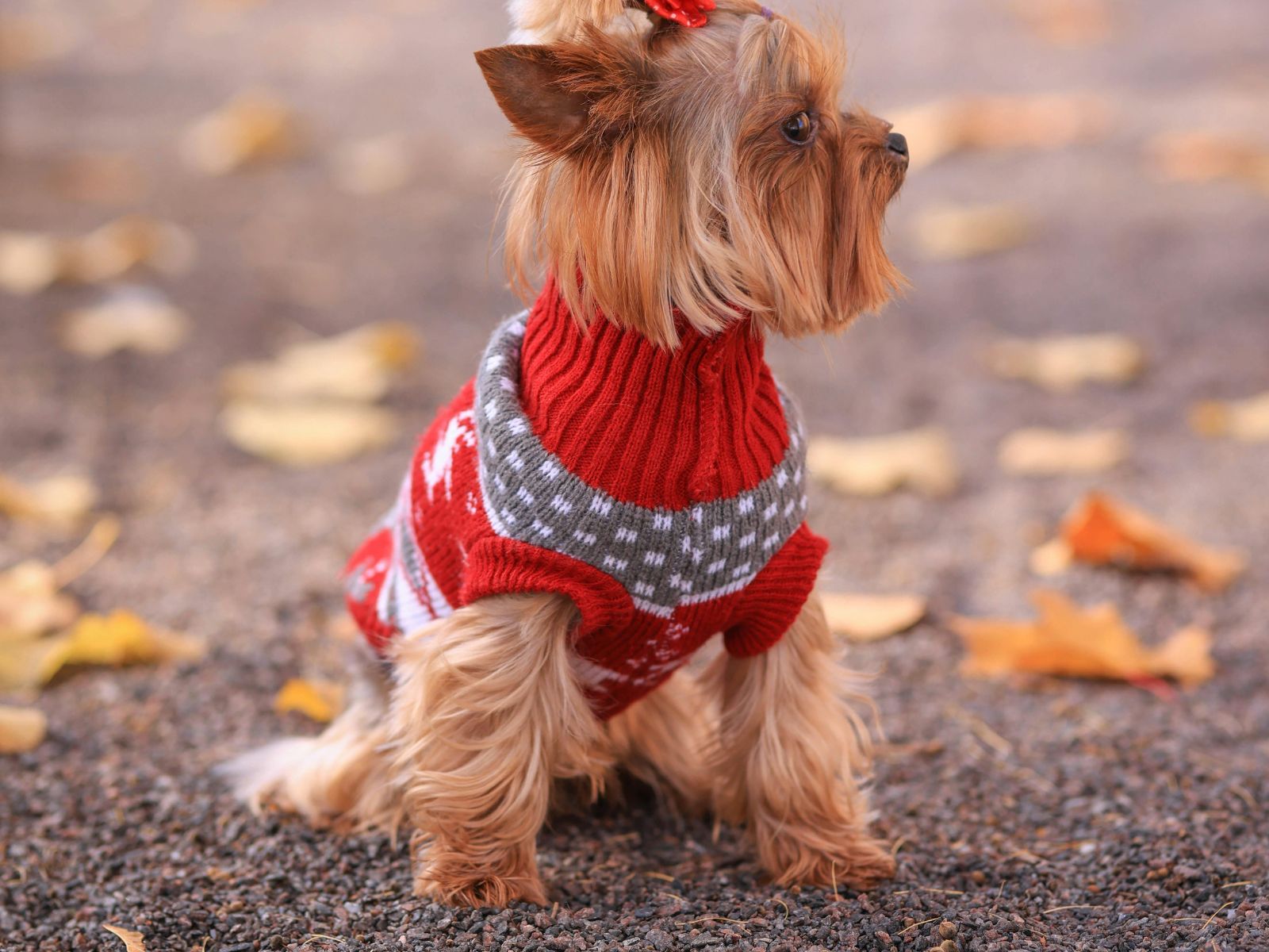 ¿Los perros sienten frío? Te decimos si es necesario o no ponerle un ...