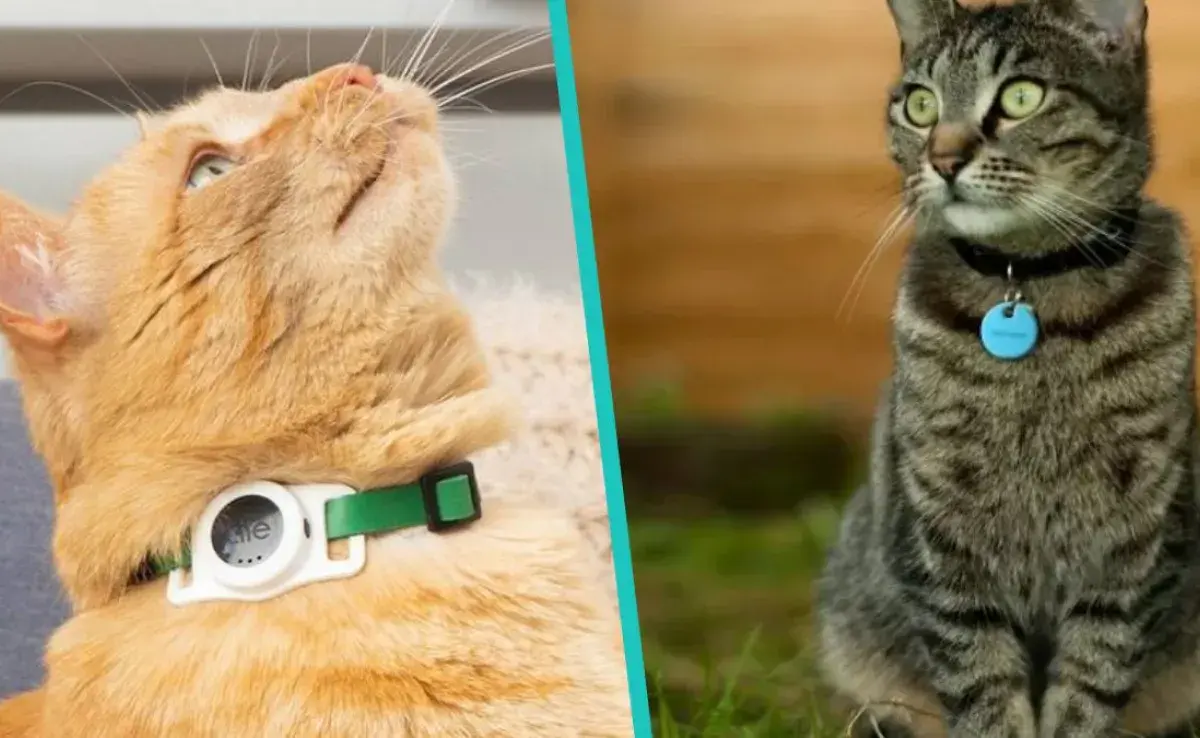 Collares GPS para gatos: pros y contras | Patas en Casa