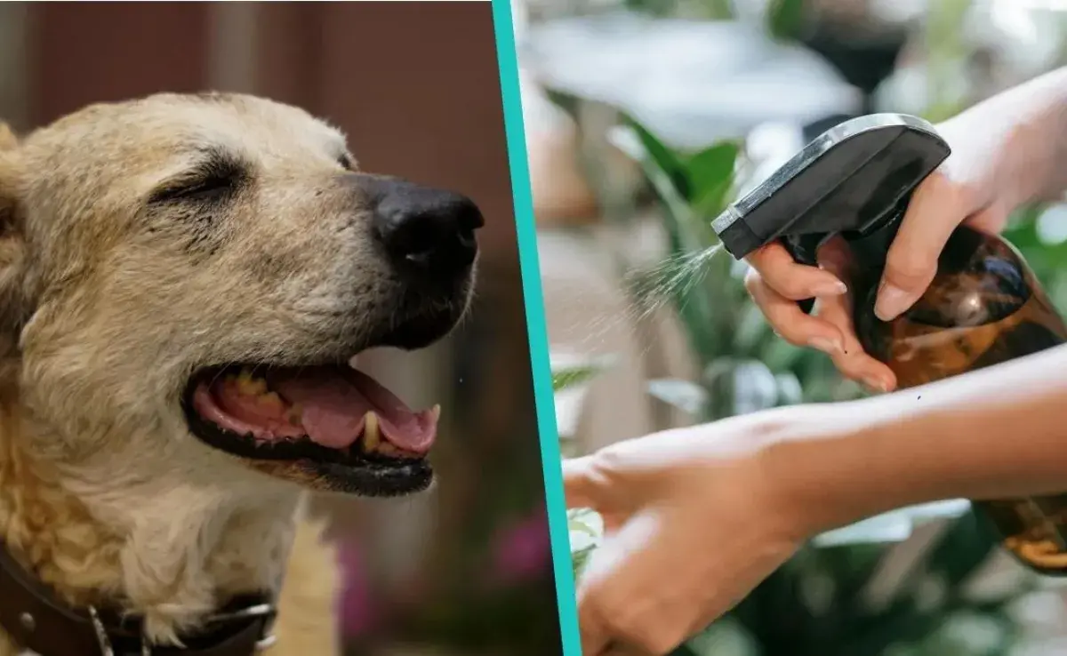 Repelente natural de mosquitos para perros; a ellos también les pueden ...