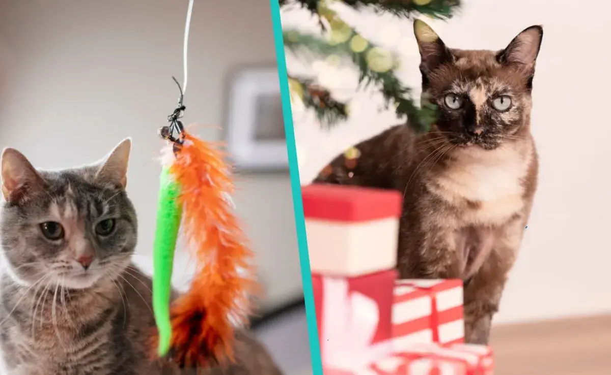 ¡Házle un regalo de 'Santa Claus' a tu gato para esta Navidad! | Patas ...