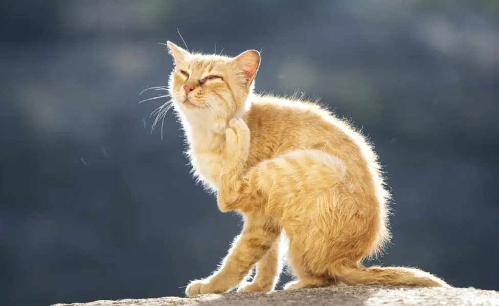 Sarna en gatos: ¿cómo se realiza el tratamiento de la enfermedad?