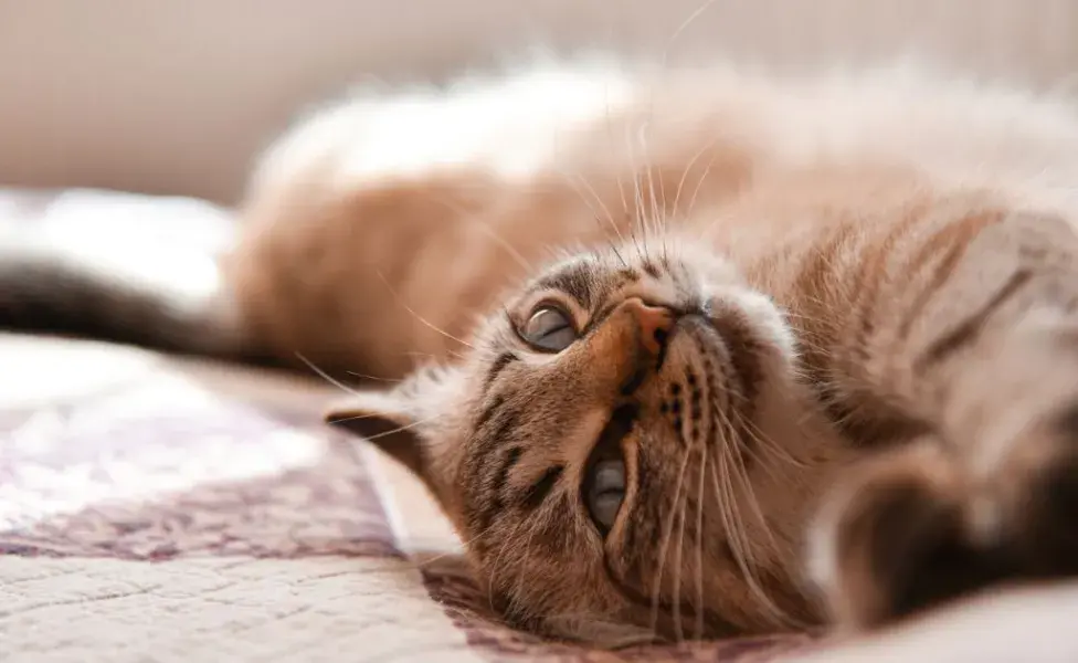 Gato en celo: ¿con qué frecuencia y duración?