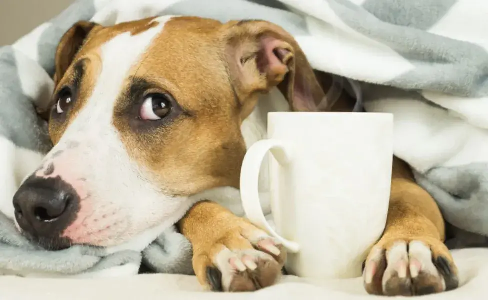 Perro que vomita: 5 formas de evitar el vómito en la vida diaria ...