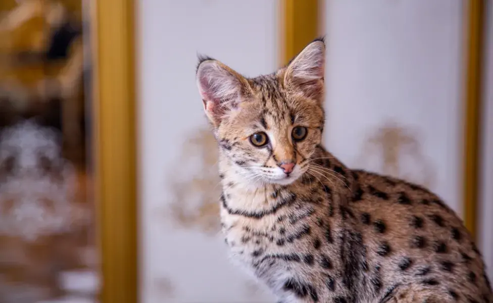 Gato Savannah: descúbrelo todo sobre la raza de gatos más cara