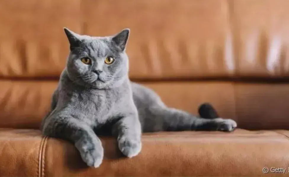 Gato gris: ¿qué razas poseen este color de pelaje? | Patas en Casa