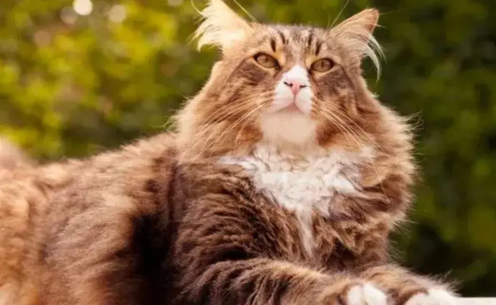 Maine Coon: ¡precio, personalidad... Conoce más sobre la raza