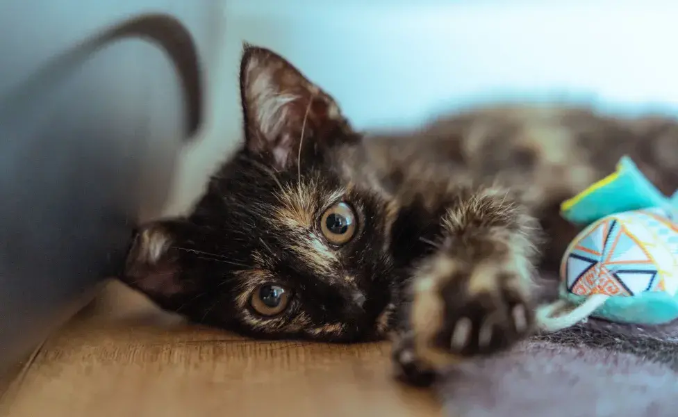 Tres curiosidades de los gatos carey | Patas en Casa