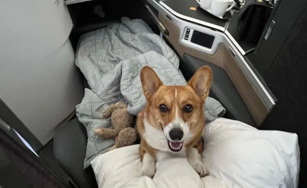 Corgi: descubre todo sobre esta raza de perro pequeño | Patas en Casa