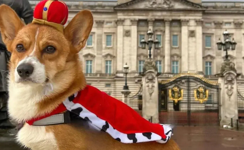 Corgi: descubre todo sobre esta raza de perro pequeño | Patas en Casa