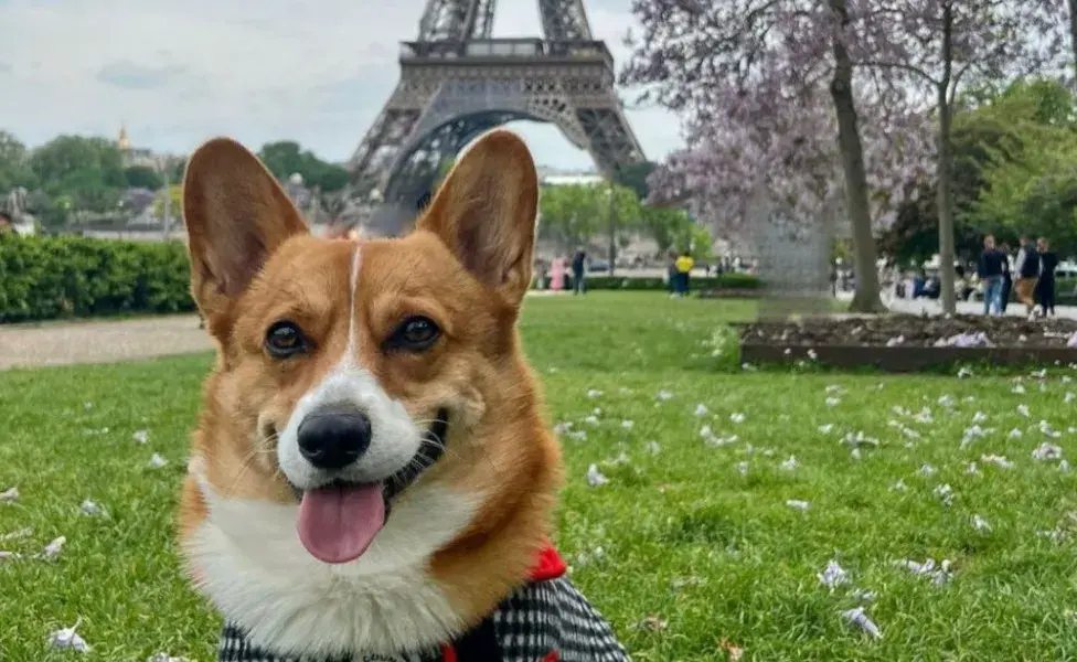 Corgi: descubre todo sobre esta raza de perro pequeño | Patas en Casa