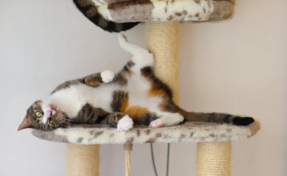 6 consejos comprobados para desestresar un gato | Patas en Casa