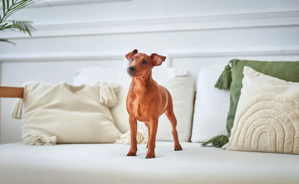 Pinscher 0, 1, 2 o miniatura: descubre los tamaños de este perro