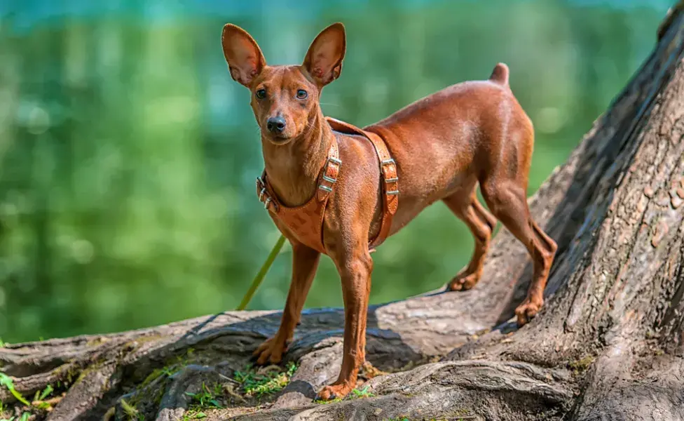 Pinscher 0, 1, 2 o miniatura: descubre los tamaños de este perro