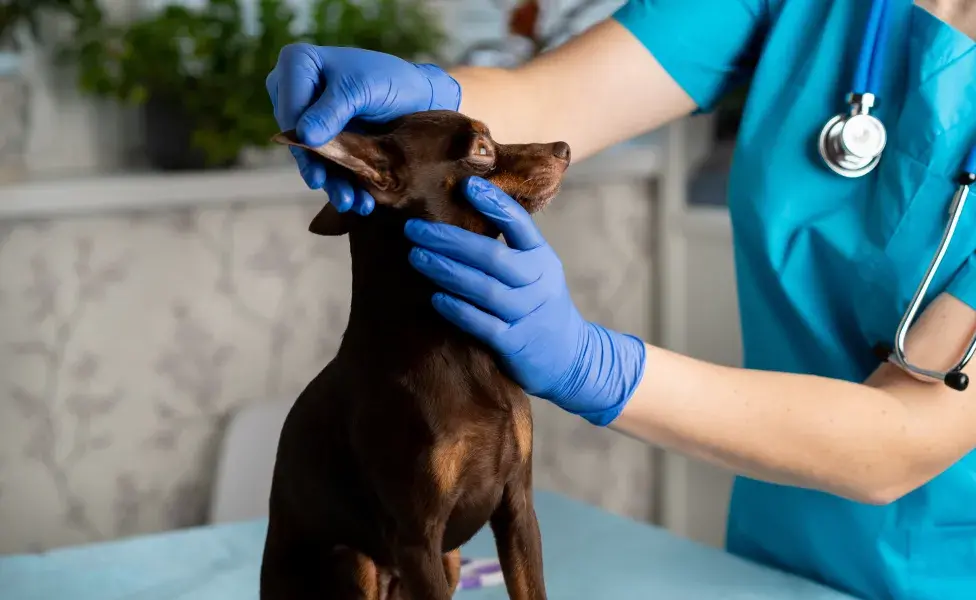 Otitis en perros o infección en el oído ¿Cómo tratarla? | Patas en Casa