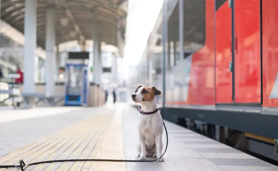 ¿Qué hacer cuando encontramos perros perdidos en la calle? | Patas en Casa