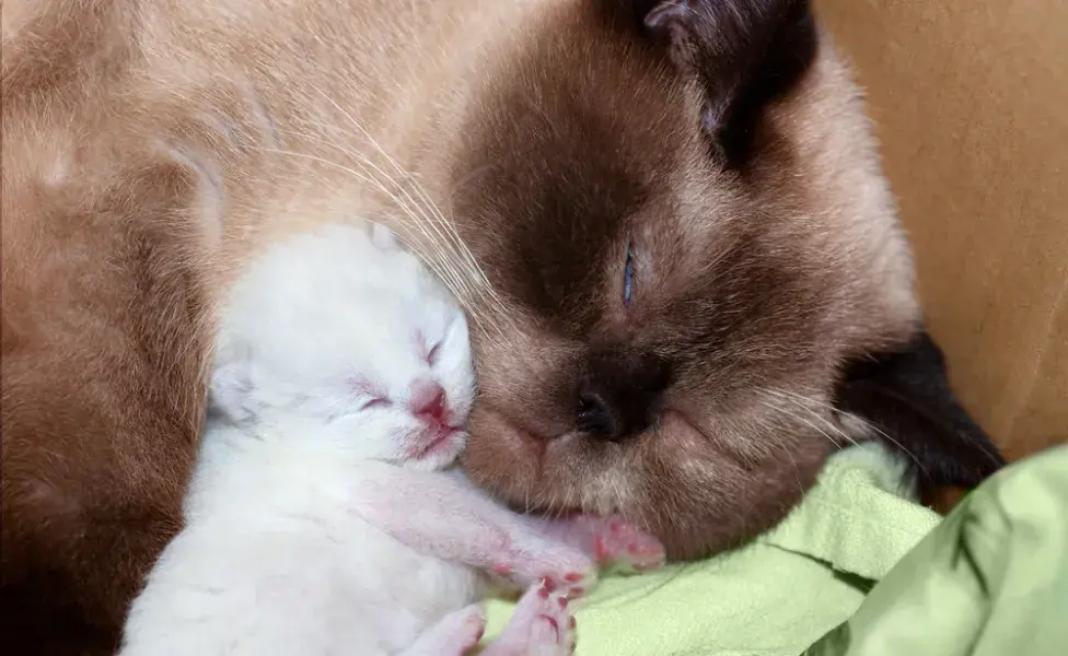 ¿Por qué los gatos Siameses (y Sialatas) tienen las extremidades del ...