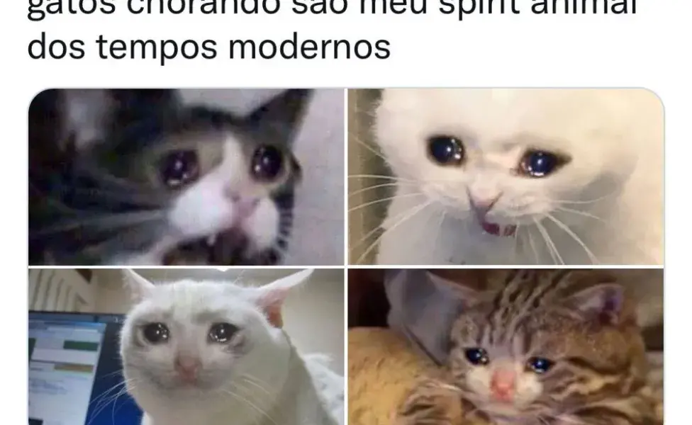 8 señales de que un gato está triste y qué hacer para ayudarlo | Patas ...