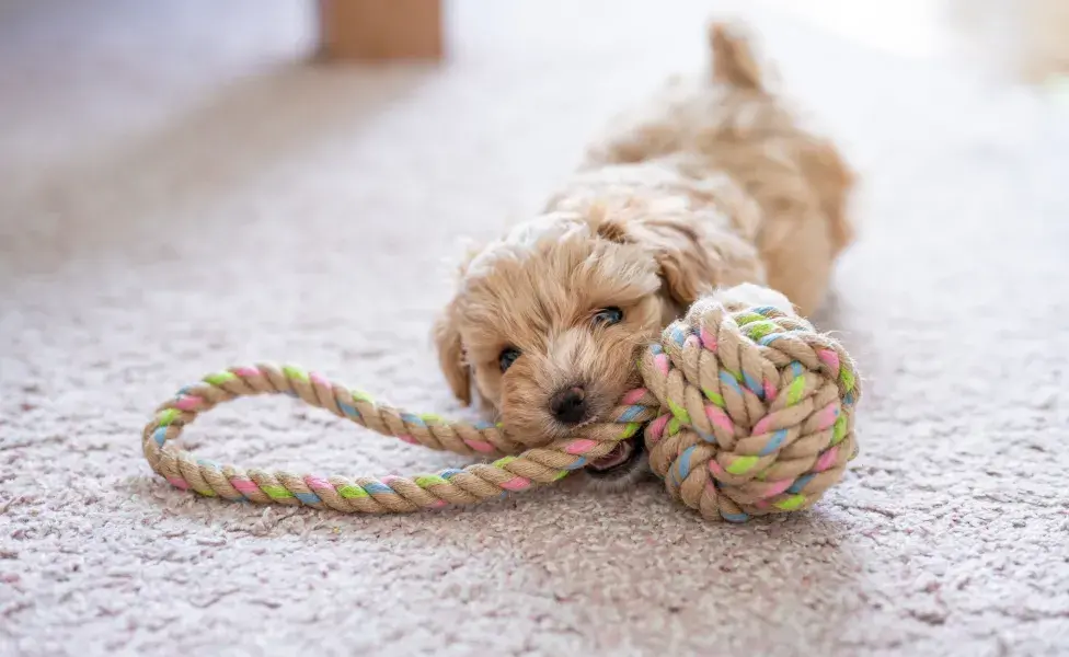 Cachorro de Poodle: 21 cosas que necesitas saber sobre este perrito ...