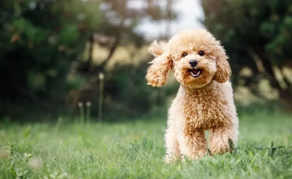 Cachorro de Poodle: 21 cosas que necesitas saber sobre este perrito ...