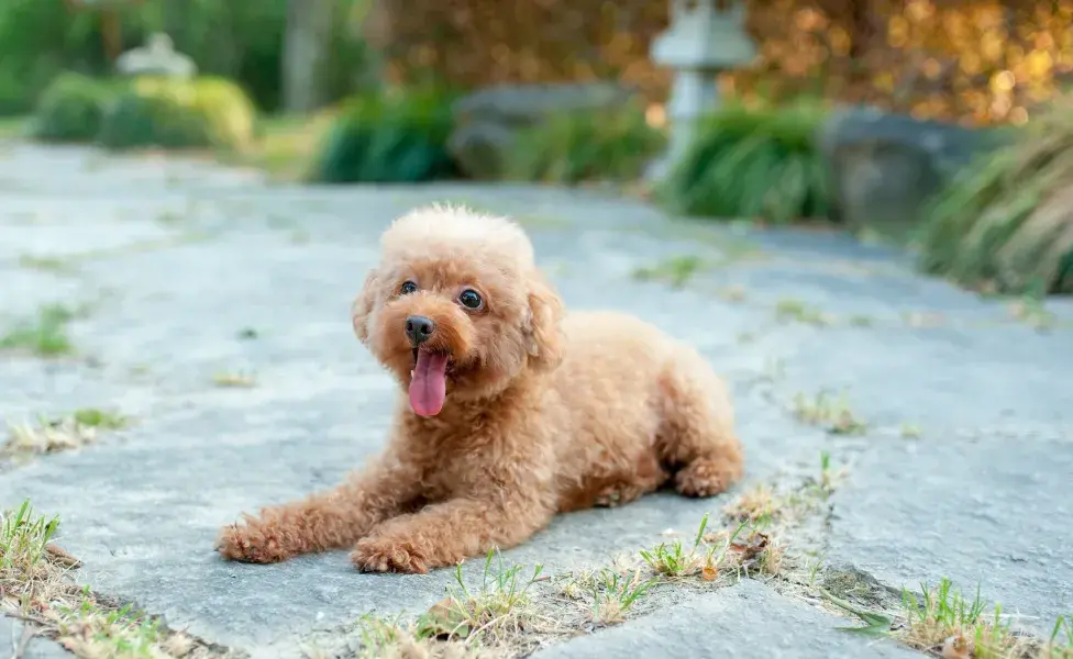 Cachorro de Poodle: 21 cosas que necesitas saber sobre este perrito ...