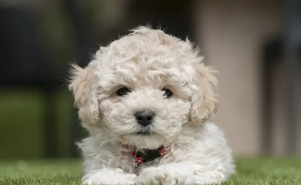 Cachorro de Poodle: 21 cosas que necesitas saber sobre este perrito ...