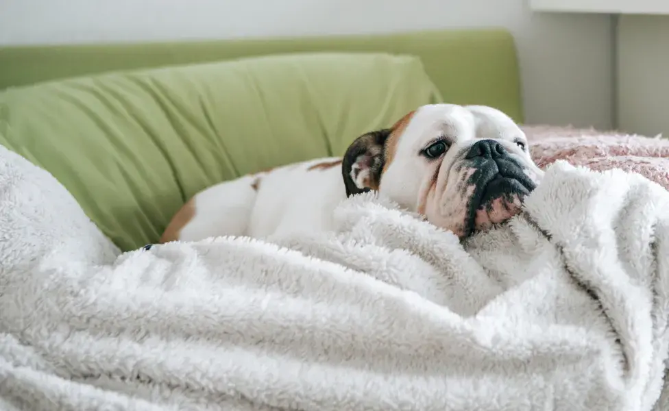 ¿Perro zen? Conoce las razas más tranquilas del mundo, incluyendo el ...