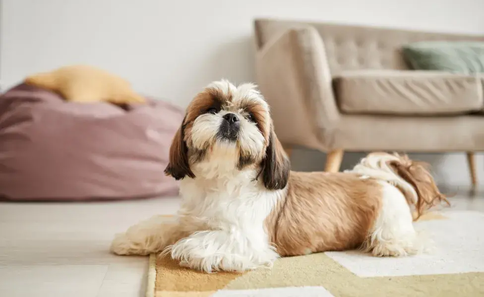 ¿Perro zen? Conoce las razas más tranquilas del mundo, incluyendo el ...