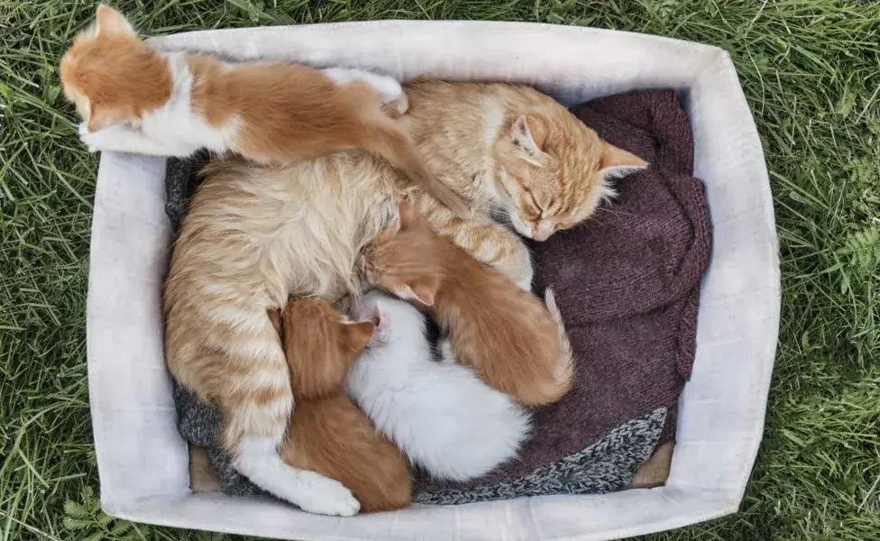 Cuántos gatos nacen en una camada | Patas en Casa