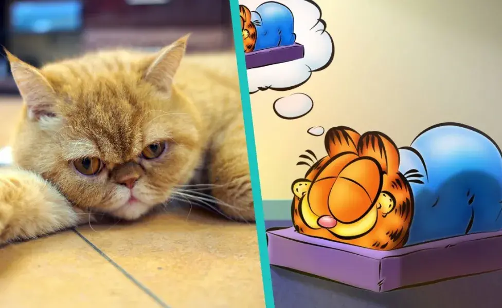 ¿Qué raza de gato es Garfield? | Patas en Casa