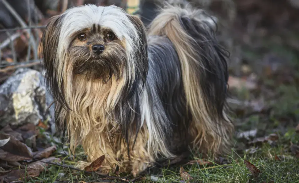 Lhasa Apso, el perro con pelo de ensueño | Patas en Casa