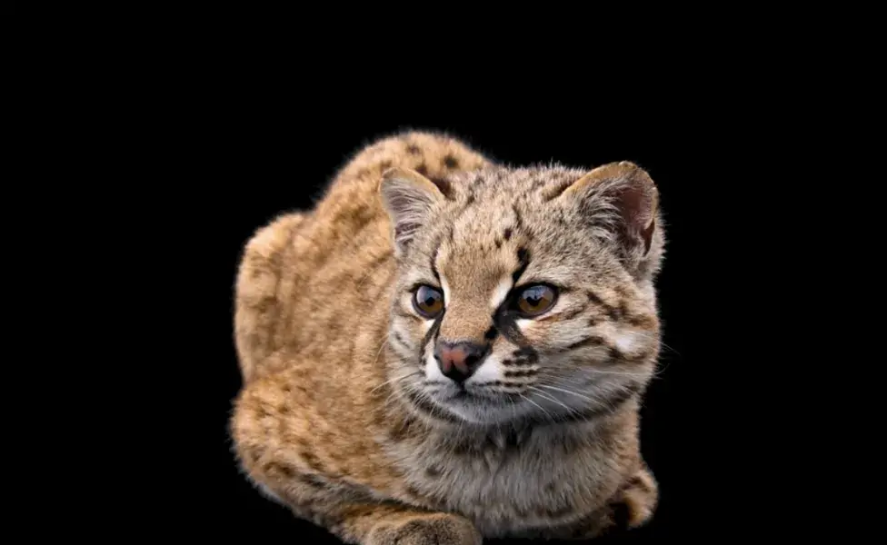Gato Huiña: El mini leopardo que a muchos les gustaría tener | Patas en ...
