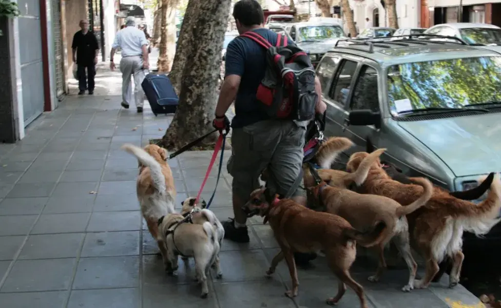 Certificación para paseadores de perros, ¿Para qué sirve? | Patas en Casa
