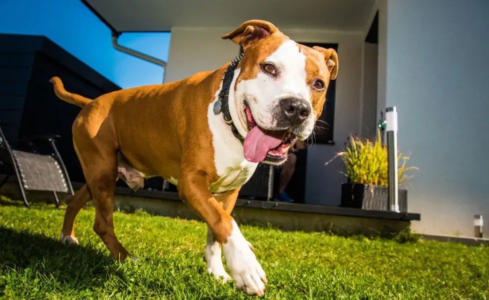 5 razas de perros bravos que en realidad no lo son | Patas en Casa