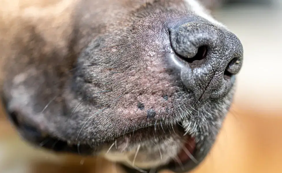 Sarna en perro: ¿cómo tratarla y cuáles son los síntomas?
