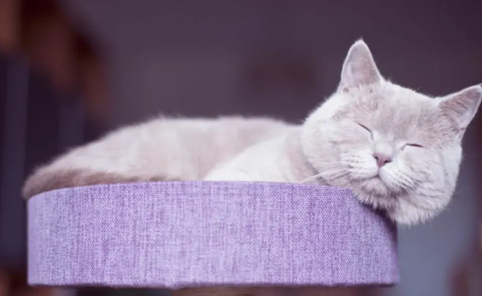 5 colores diferentes de gatos y una curiosidad de cada uno | Patas en Casa